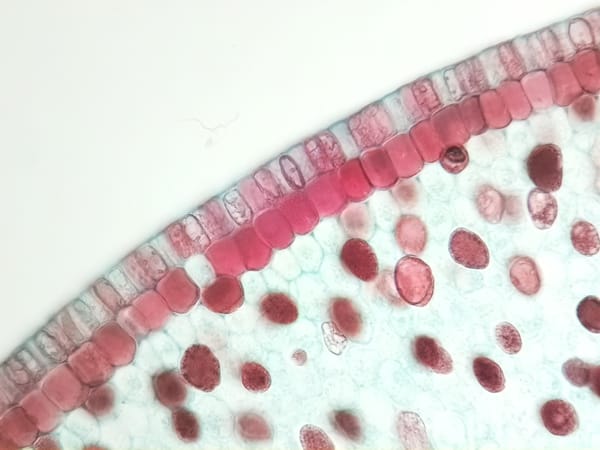 Spotlight: Building an OpenFlexure Microscope