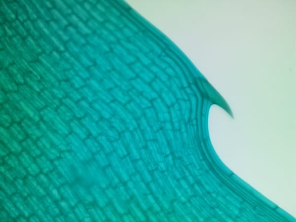 Spotlight: Building an OpenFlexure Microscope